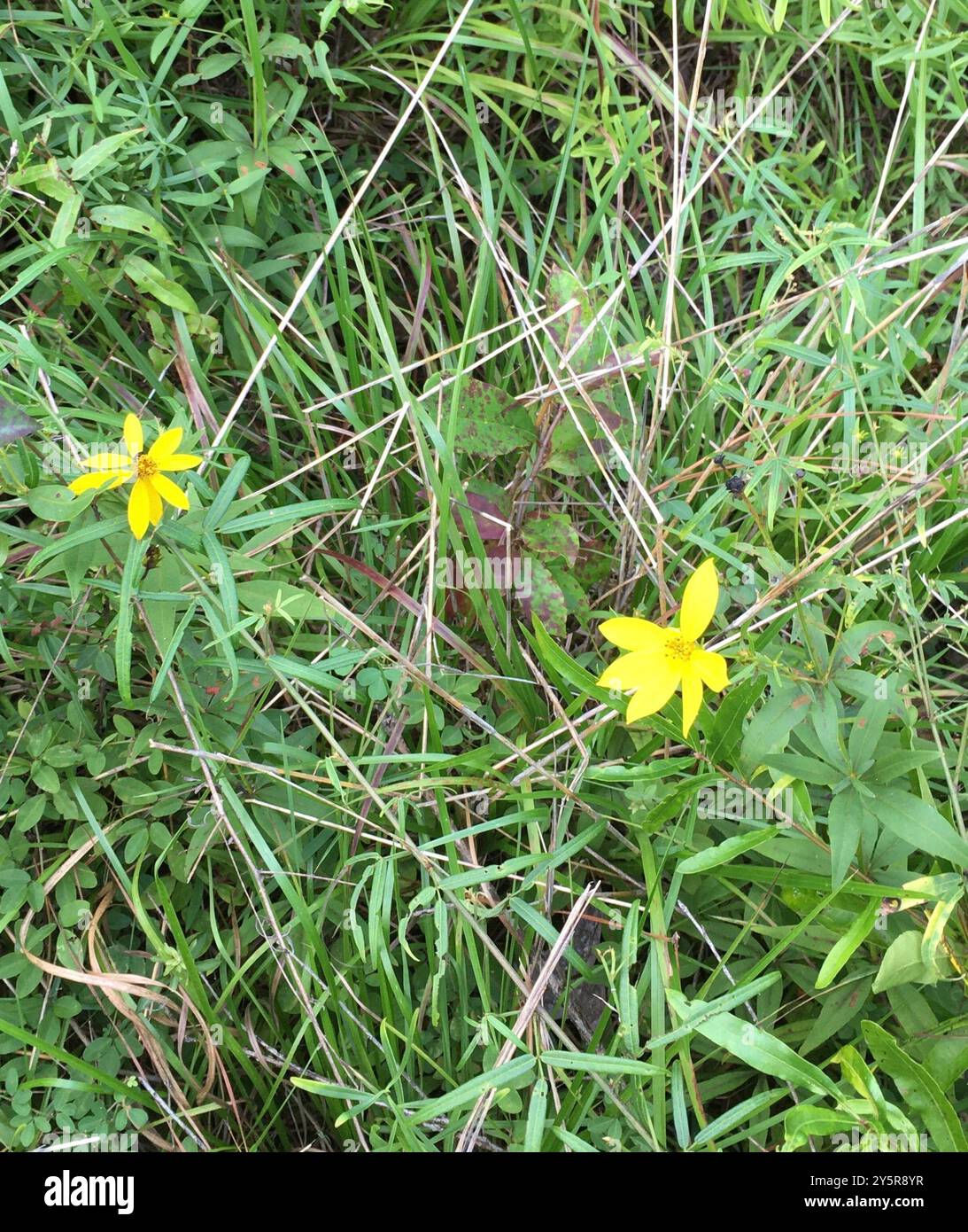 Greater Tickseed (Coreopsis major) Plantae Stock Photo - Alamy