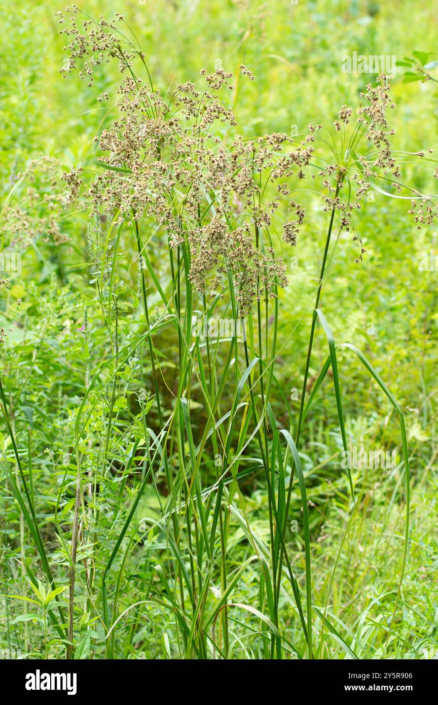 woolgrass (Scirpus cyperinus) Plantae Stock Photo - Alamy