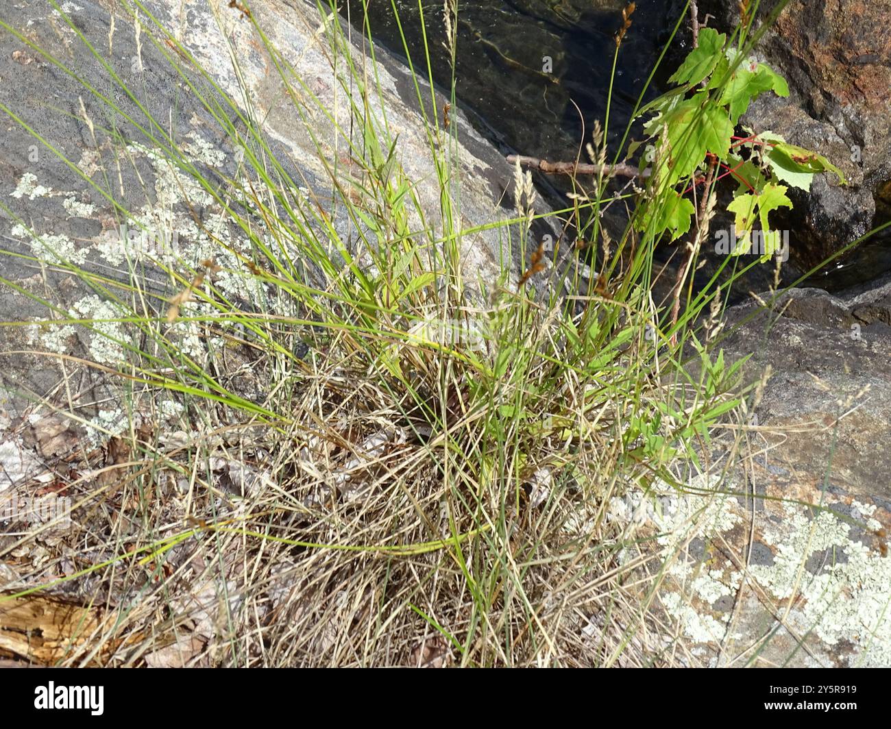 pointed broom sedge (Carex scoparia) Plantae Stock Photo - Alamy