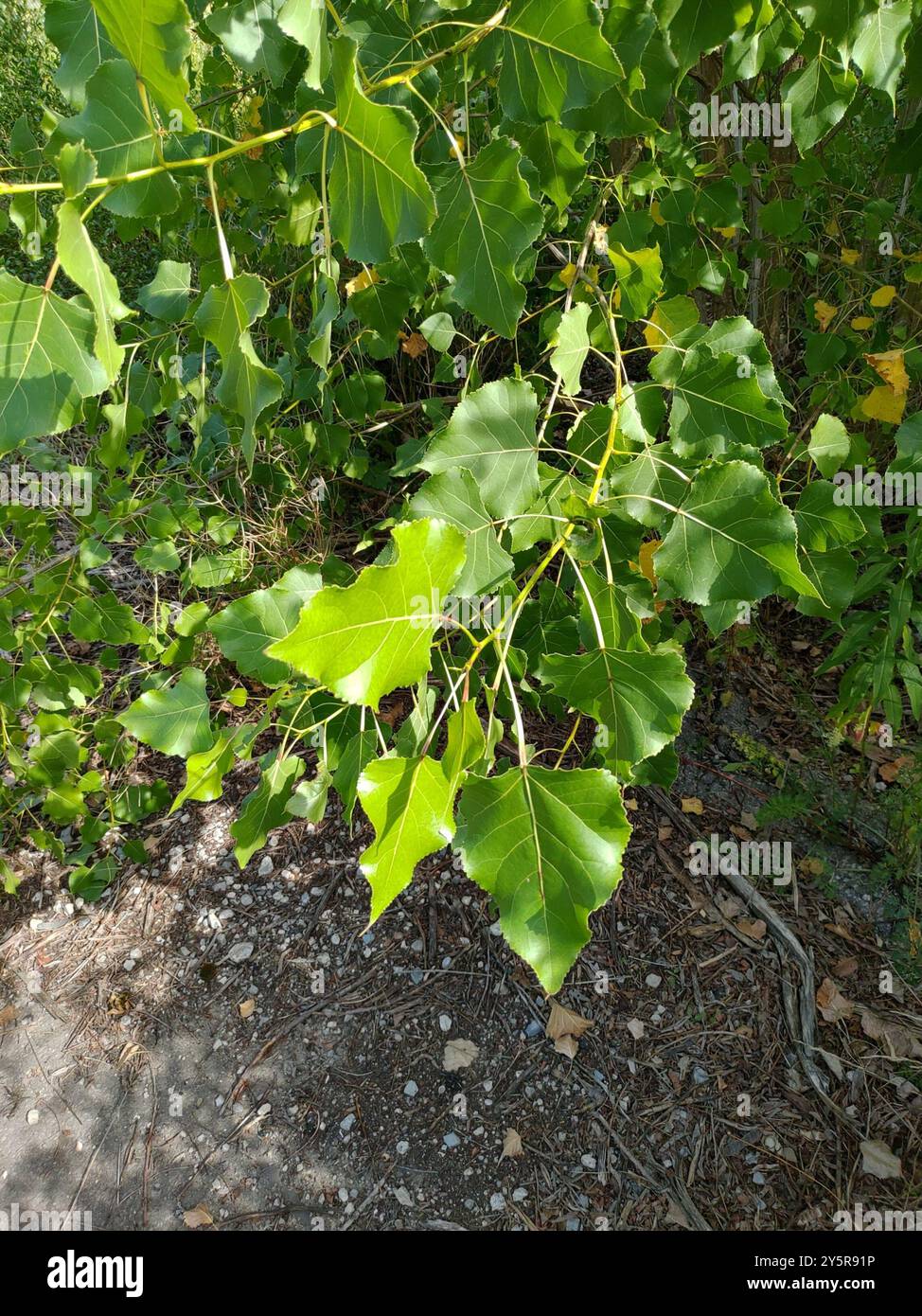 Eastern Cottonwood (Populus deltoides) Plantae Stock Photo - Alamy