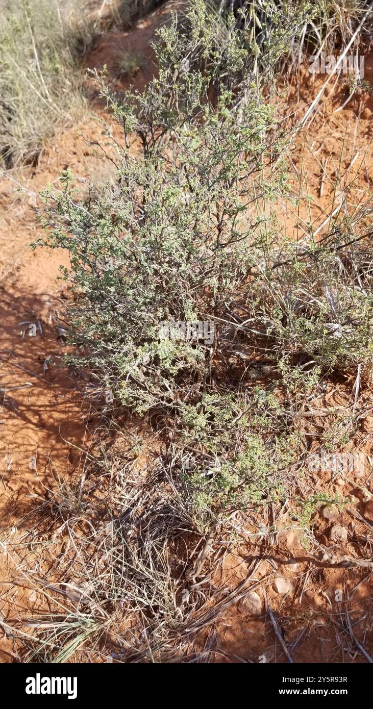feather dalea (Dalea formosa) Plantae Stock Photo - Alamy