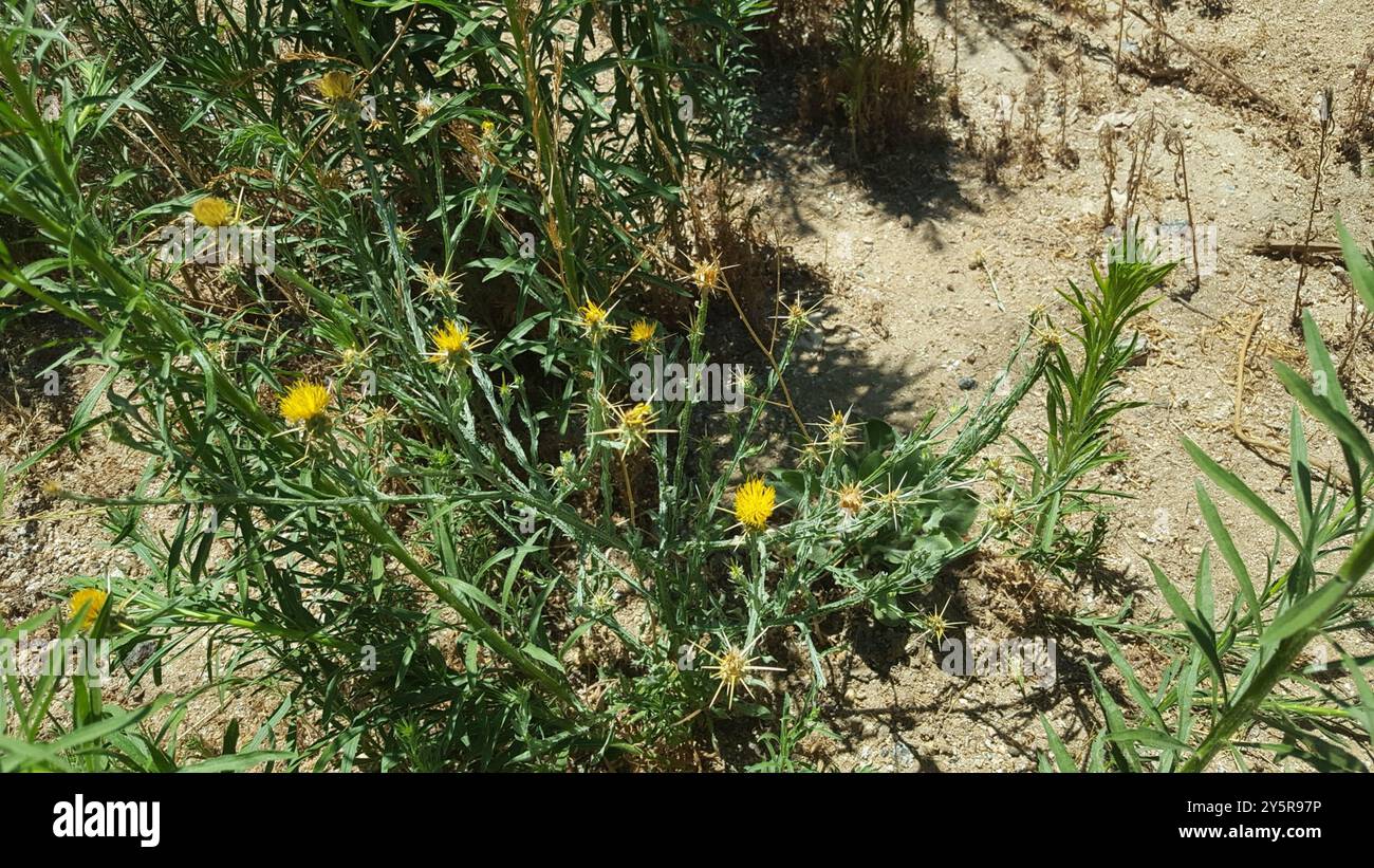 Yellow Star-Thistle (Centaurea solstitialis) Plantae Stock Photo - Alamy