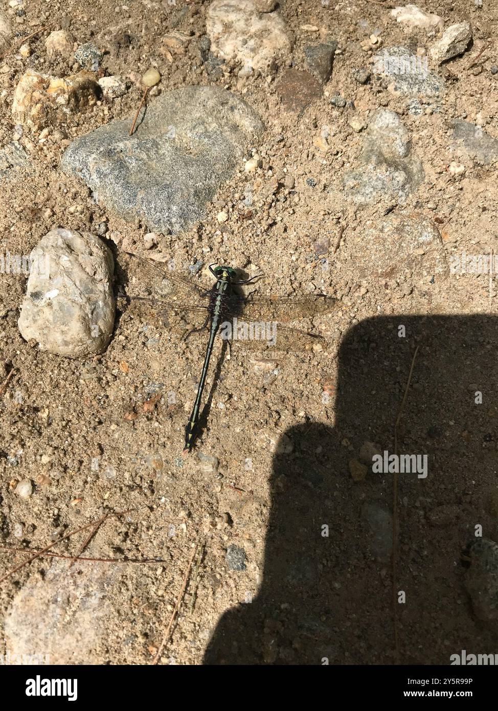 Black-shouldered Spinyleg (Dromogomphus spinosus) Insecta Stock Photo ...