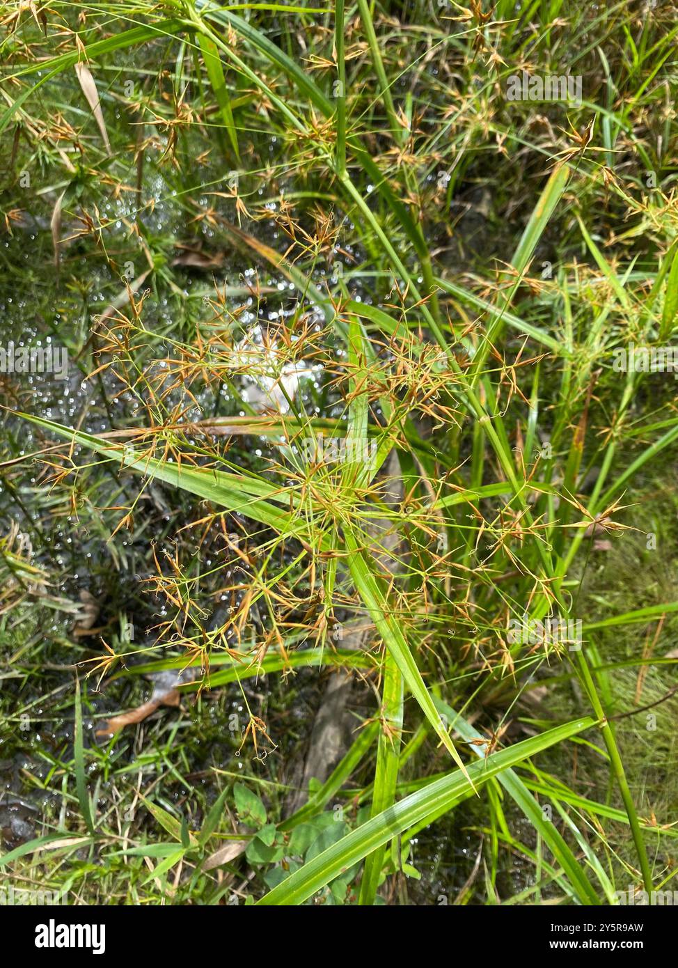 short-bristled horned beaksedge (Rhynchospora corniculata) Plantae ...