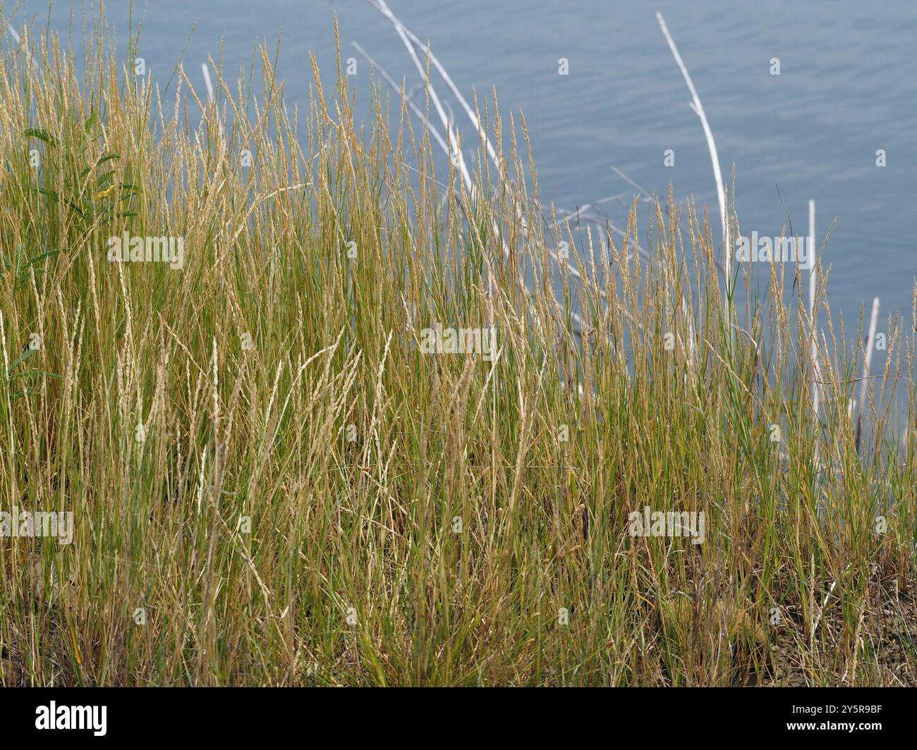 seashore dropseed (Sporobolus virginicus) Plantae Stock Photo - Alamy