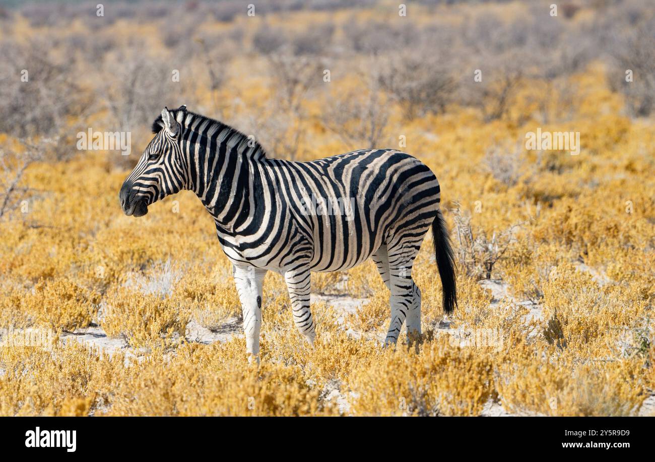 Desert-adapted zebra(s) in Namibia, Africa Stock Photo - Alamy