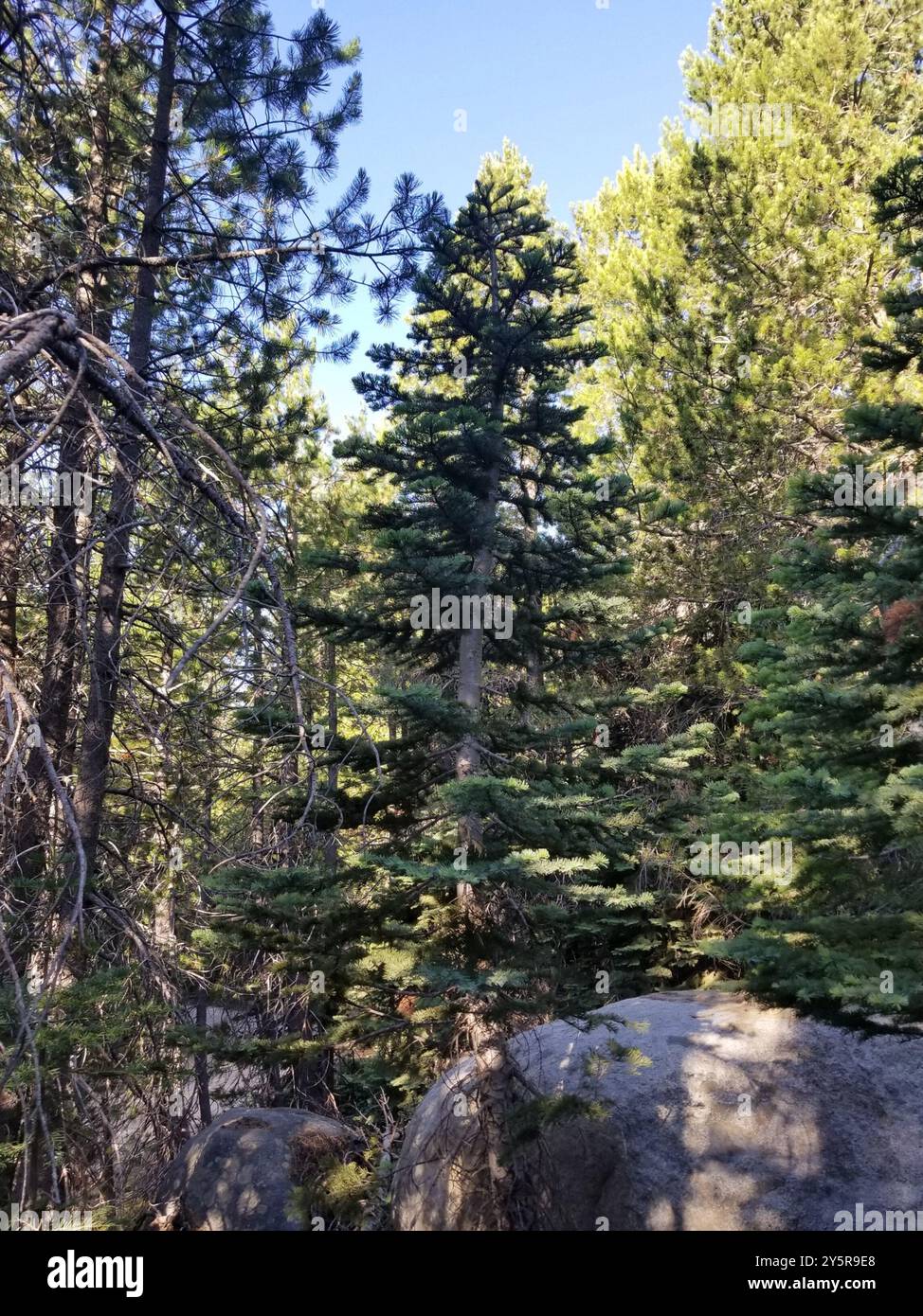 red fir (Abies magnifica) Plantae Stock Photo - Alamy