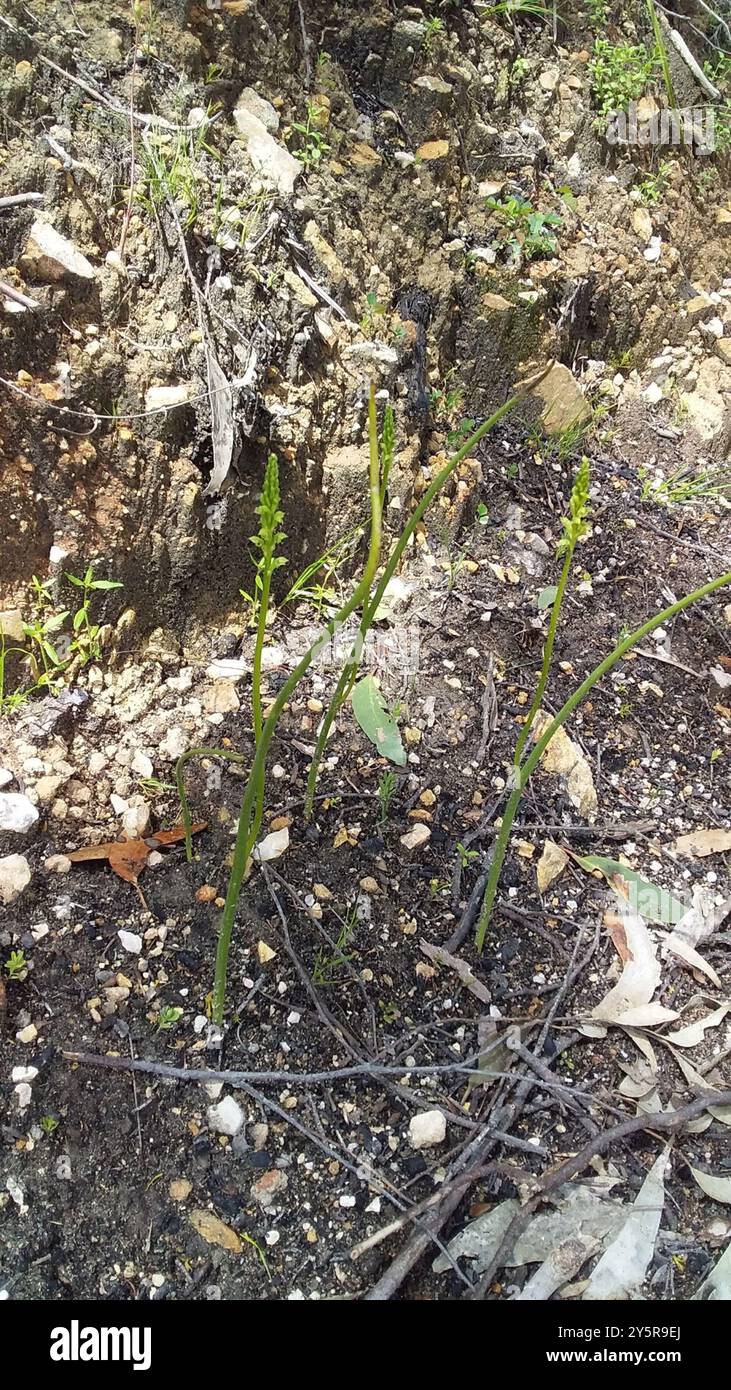 Onion Orchids (Microtis) Plantae Stock Photo - Alamy