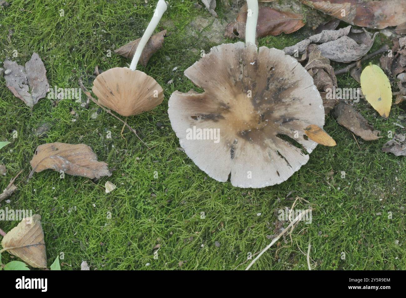 Pale Brittlestem (Candolleomyces candolleanus) Fungi Stock Photo - Alamy
