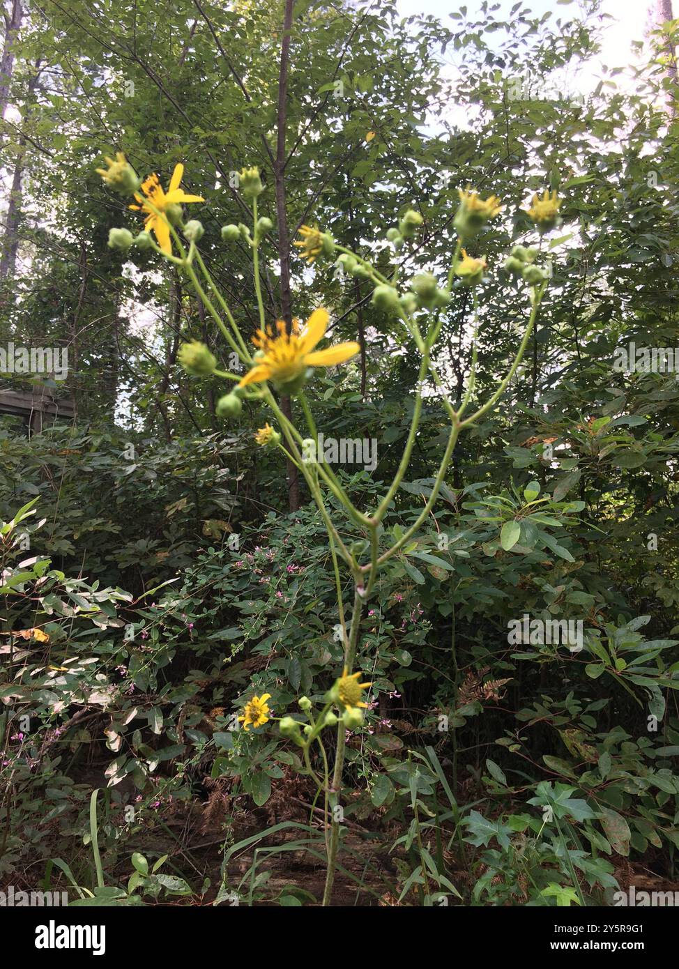 Kidney-leaf Rosinweed (Silphium compositum) Plantae Stock Photo - Alamy