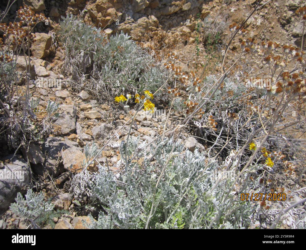 Dusty miller (Jacobaea maritima) Plantae Stock Photo - Alamy