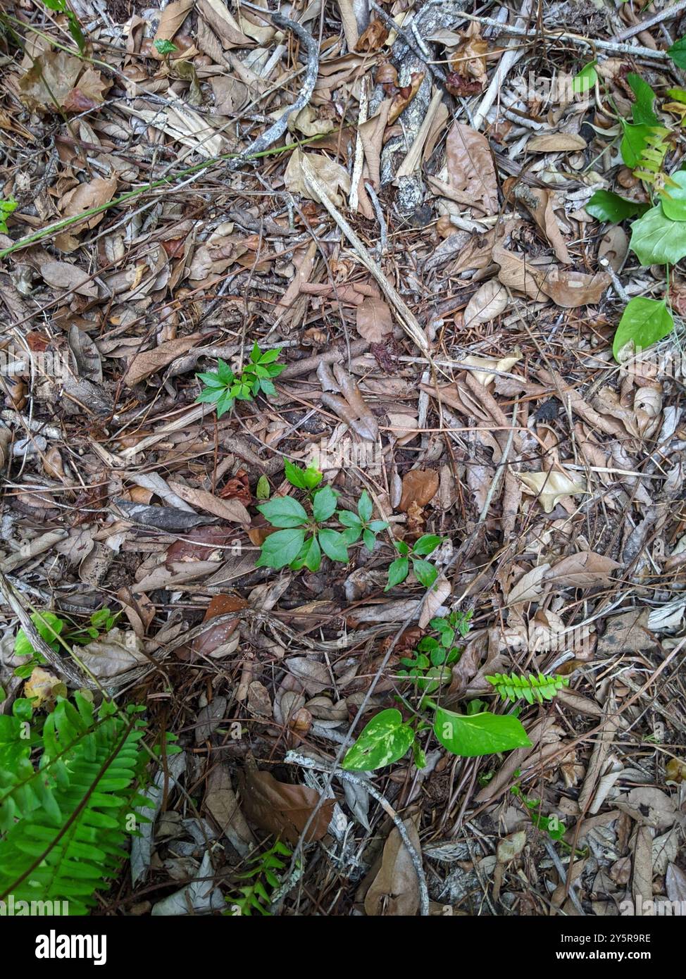Virginia creeper (Parthenocissus quinquefolia) Plantae Stock Photo - Alamy