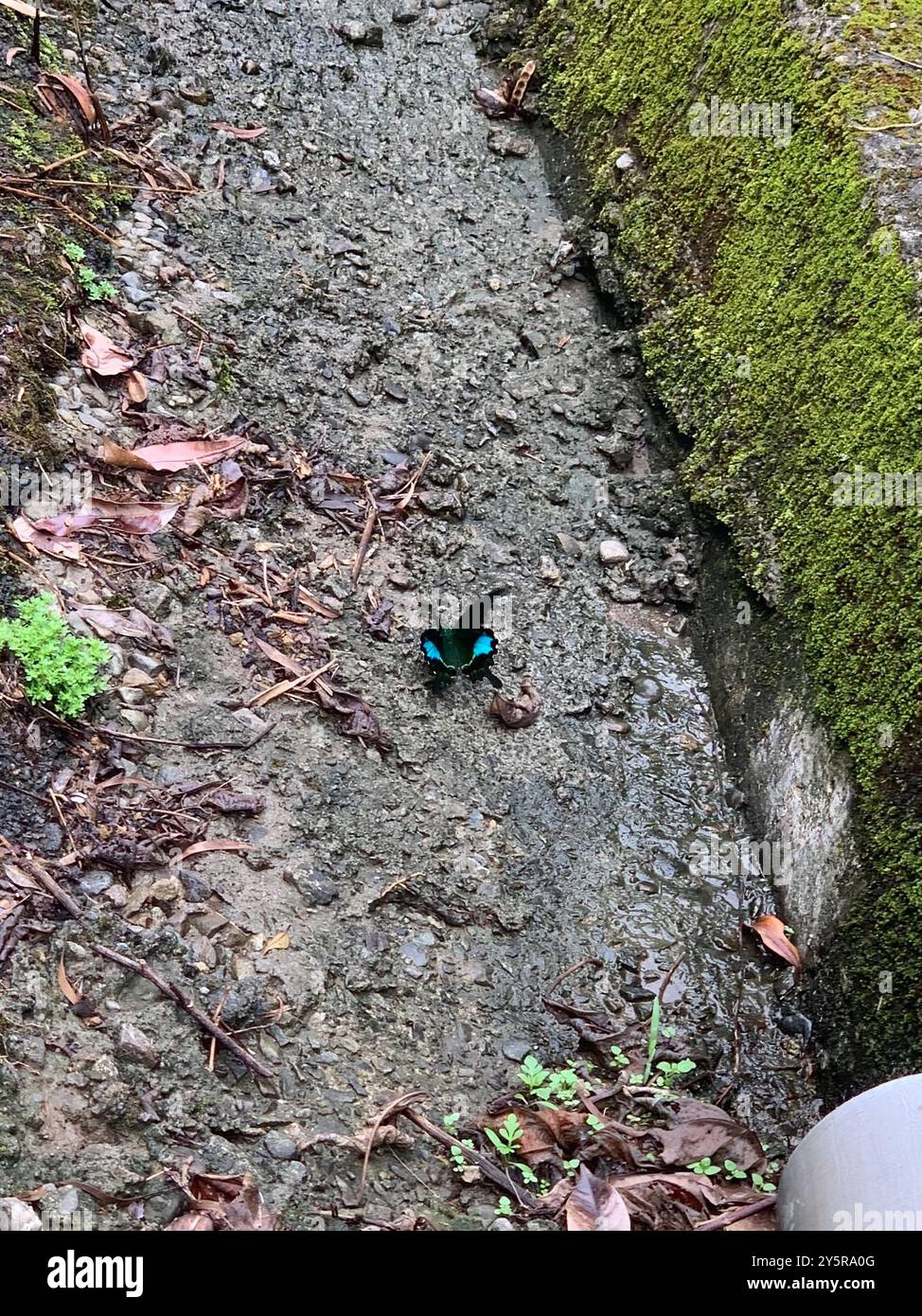 Peacock Swallowtails and Allies (Achillides) Insecta Stock Photo - Alamy