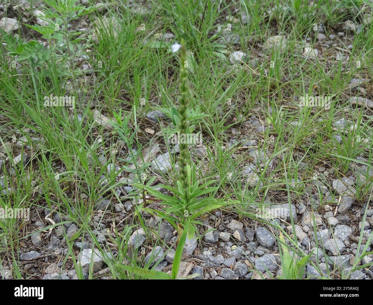 Narrowleaf Vervain (Verbena simplex) Plantae Stock Photo - Alamy