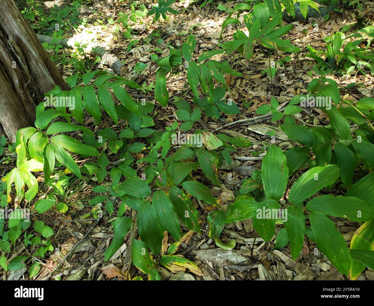 true and false Solomon's seals (Polygonateae) Plantae Stock Photo - Alamy