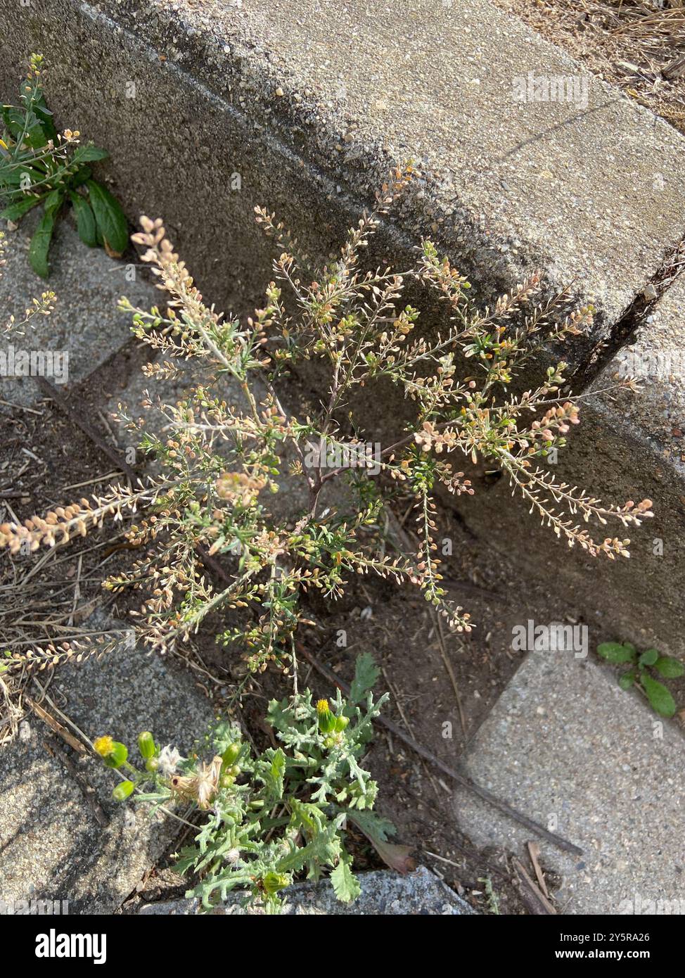 Narrow-leaved Pepperwort (Lepidium ruderale) Plantae Stock Photo - Alamy