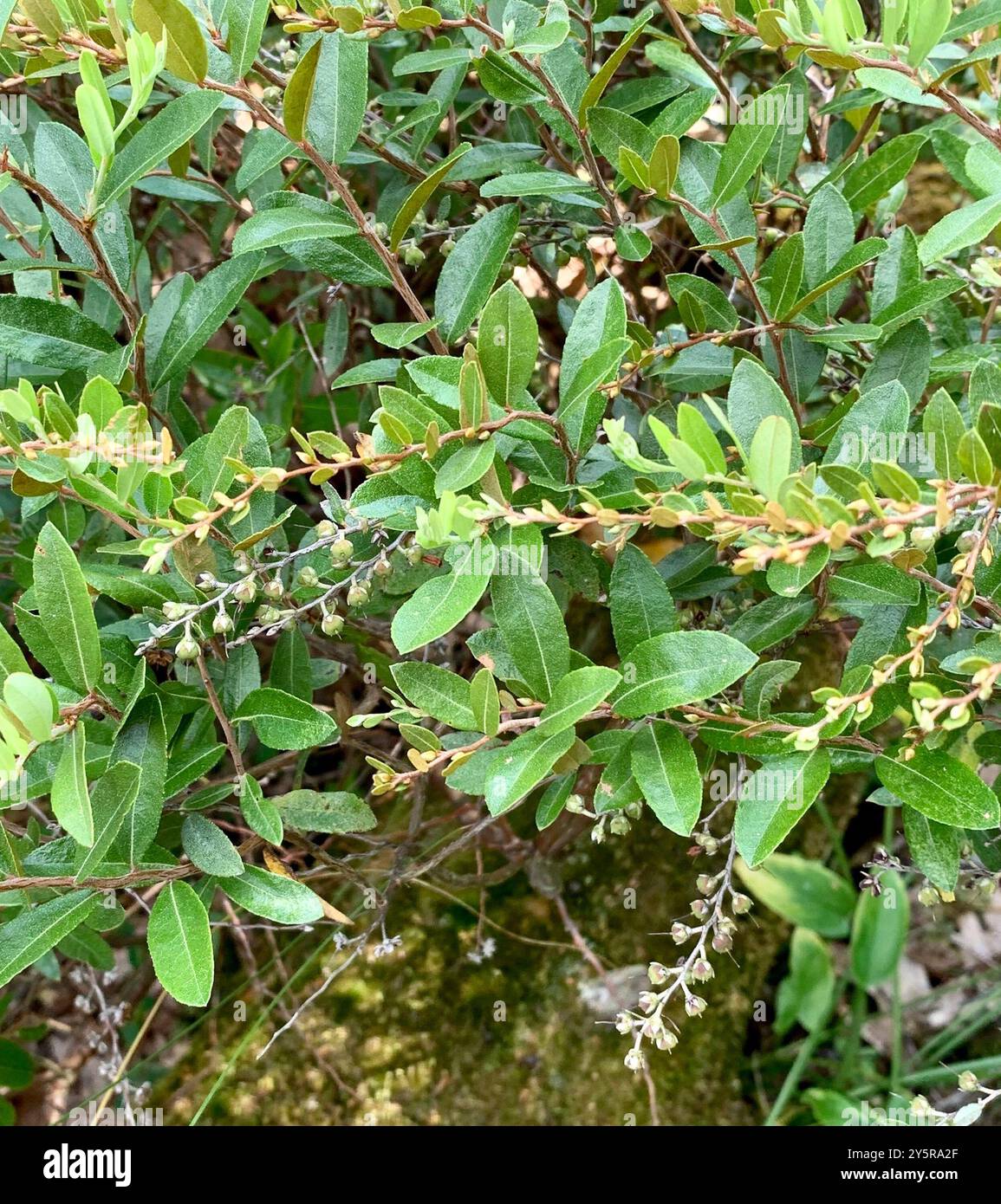 leatherleaf (Chamaedaphne calyculata) Plantae Stock Photo - Alamy