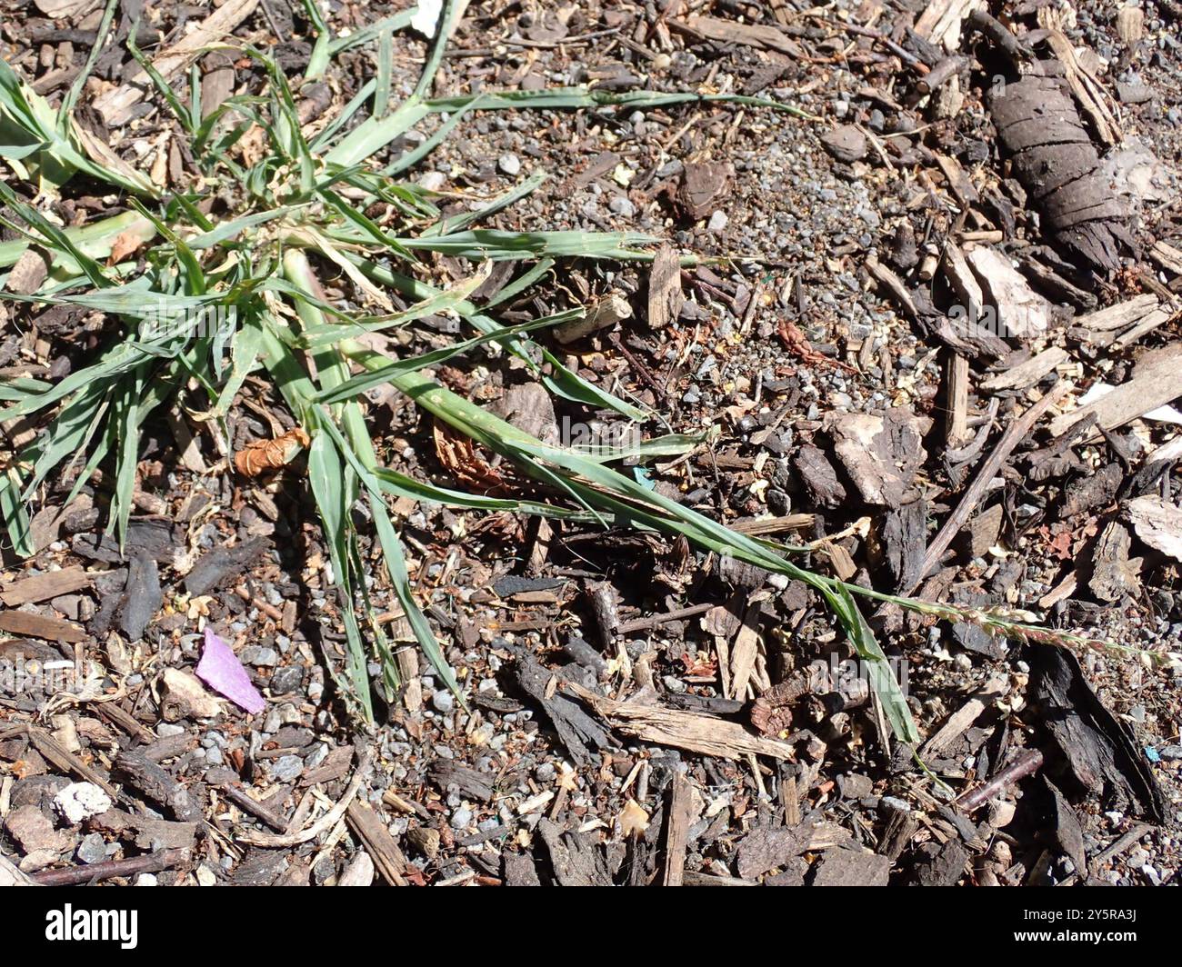 barnyardgrass (Echinochloa crus-galli) Plantae Stock Photo - Alamy