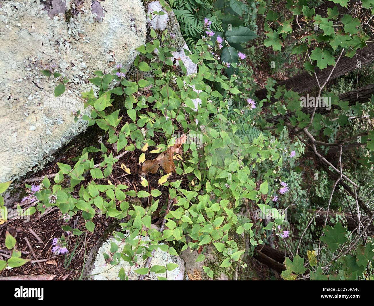 common dittany (Cunila origanoides) Plantae Stock Photo - Alamy