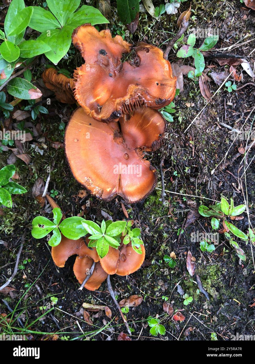 Common Milkcaps (Lactarius) Fungi Stock Photo - Alamy