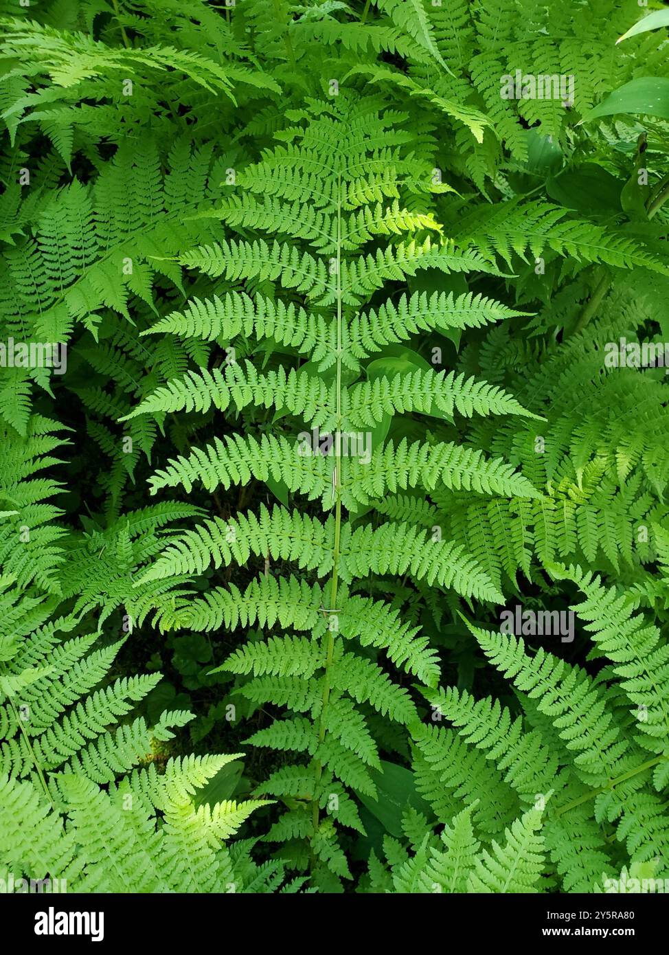 western lady fern (Athyrium filix-femina cyclosorum) Plantae Stock ...