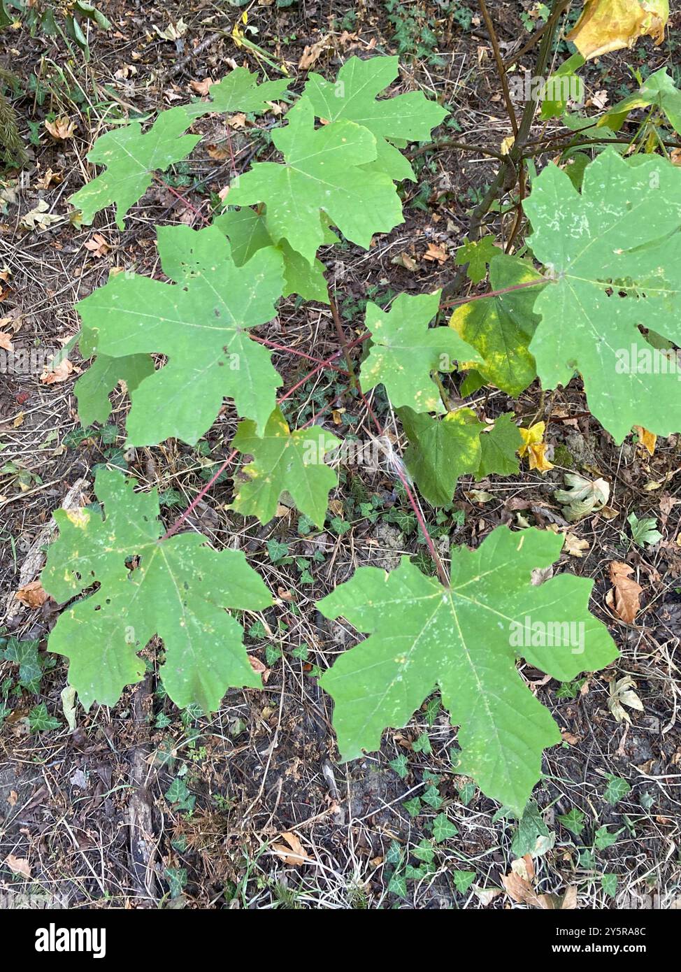 bigleaf maple (Acer macrophyllum) Plantae Stock Photo - Alamy