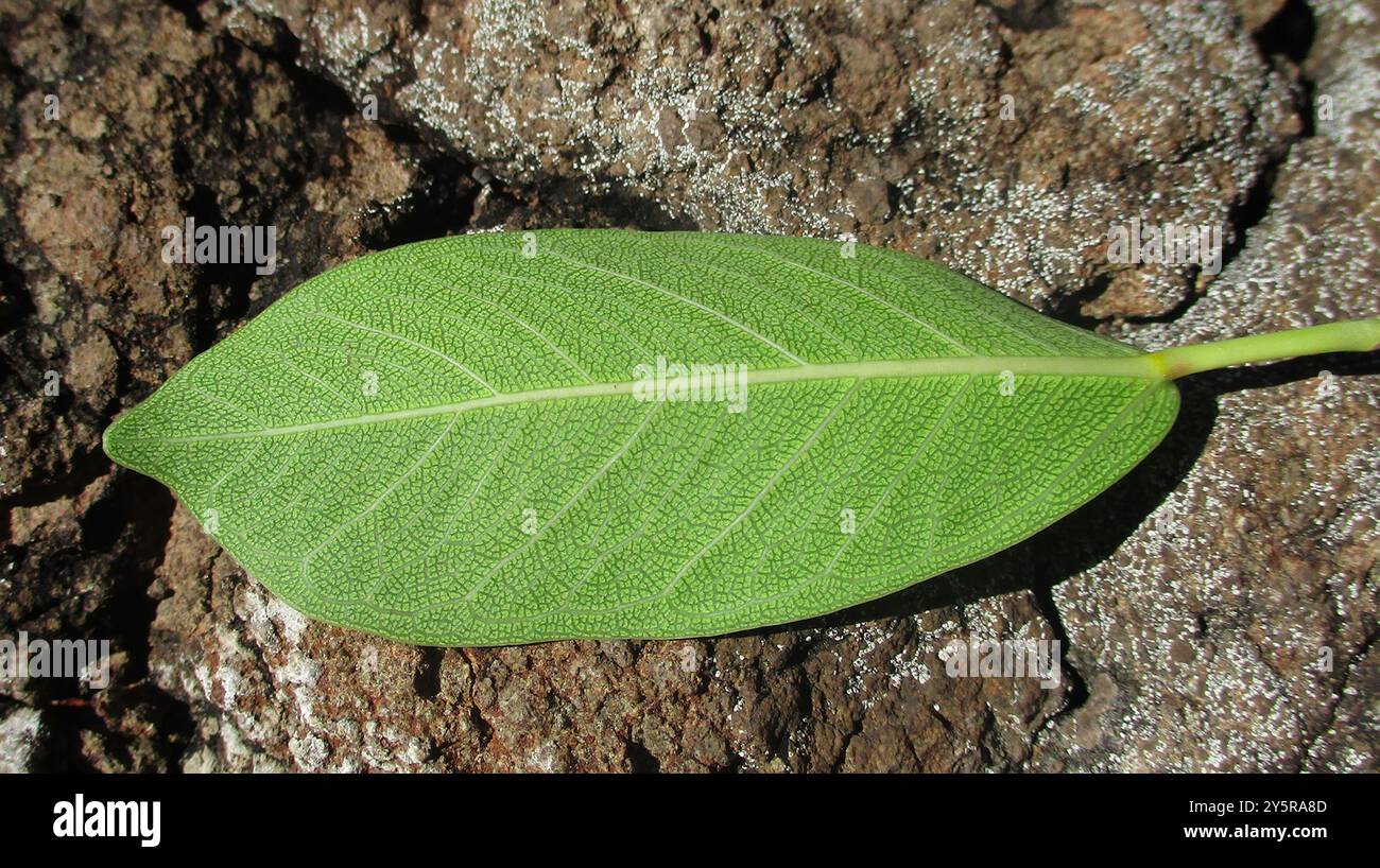 Common Wild Fig (Ficus burkei) Plantae Stock Photo - Alamy
