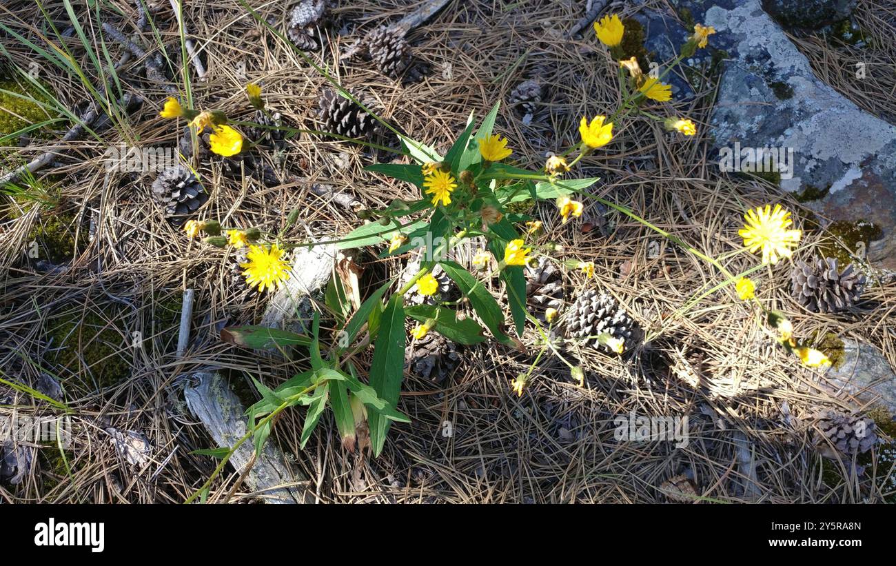 hawkweeds (Hieracium) Plantae Stock Photo - Alamy