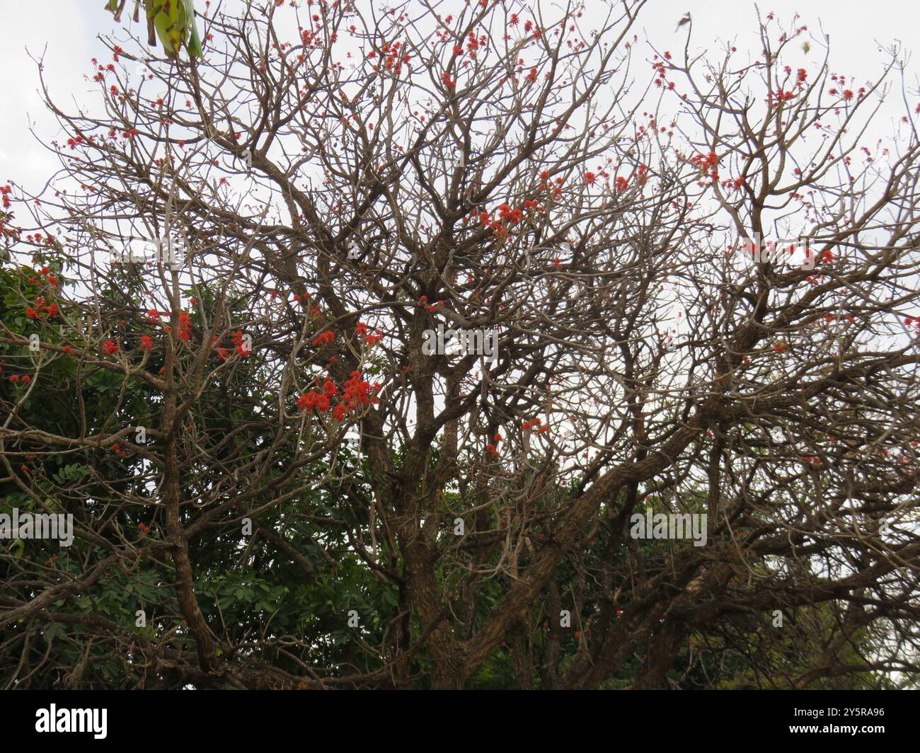 Redhot Poker Tree (Erythrina abyssinica) Plantae Stock Photo - Alamy