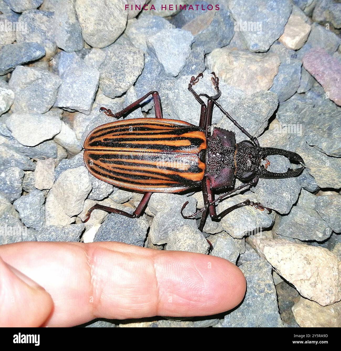 Macrodontia batesi hi-res stock photography and images - Alamy