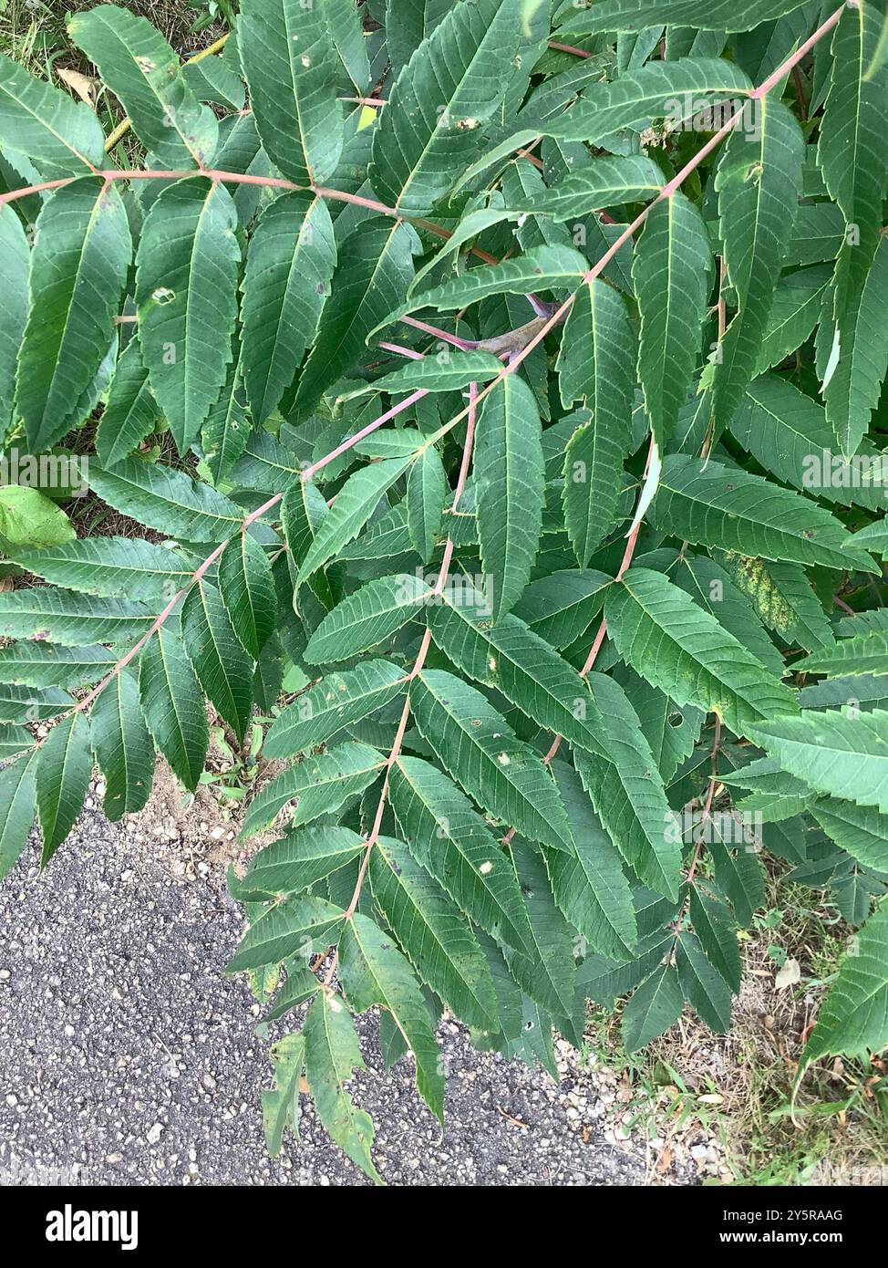 smooth sumac (Rhus glabra) Plantae Stock Photo - Alamy