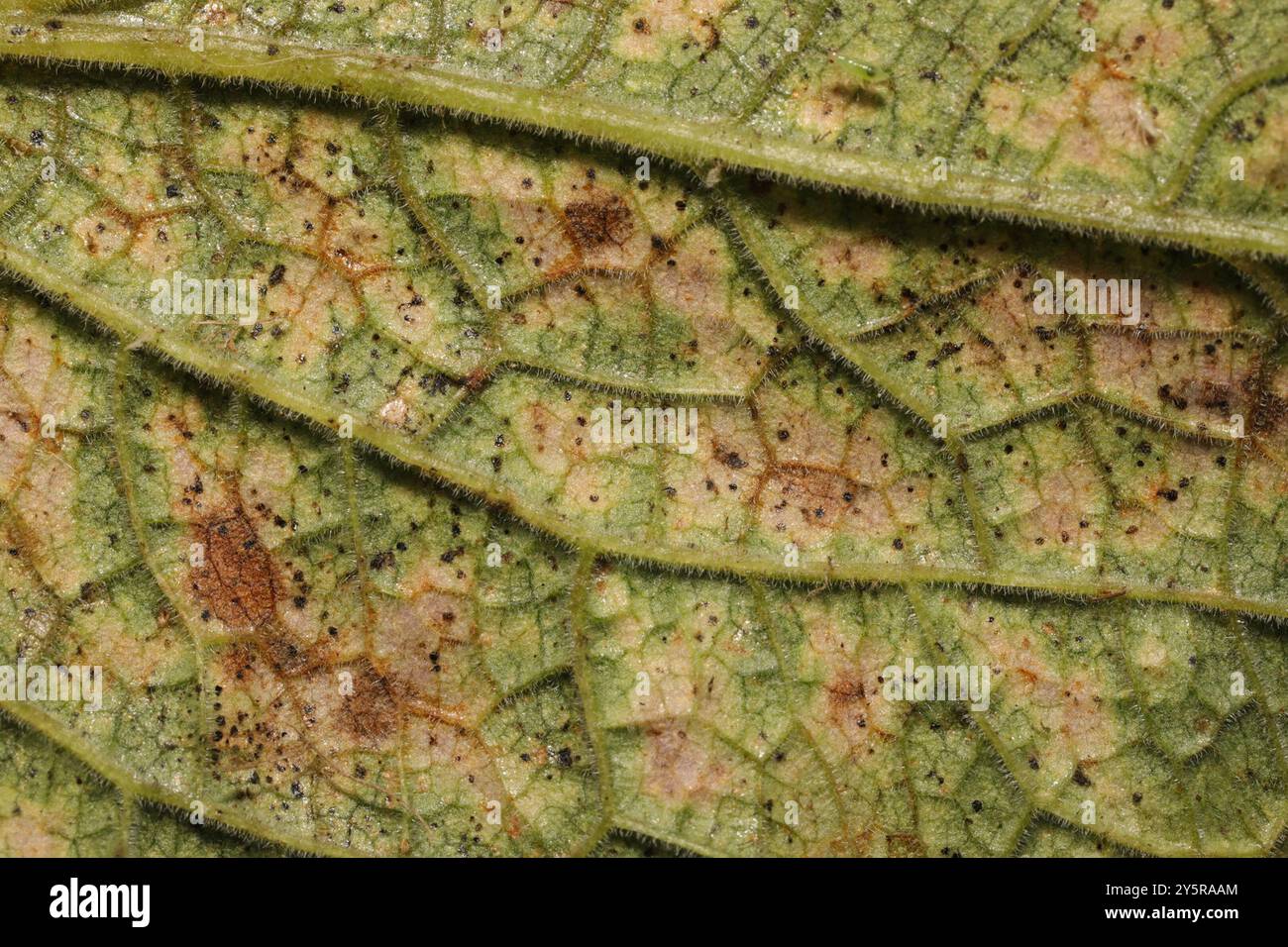 Didymella hi-res stock photography and images - Alamy