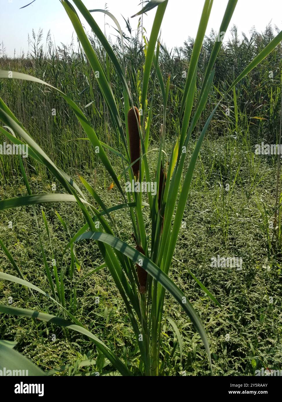 broadleaf cattail (Typha latifolia) Plantae Stock Photo - Alamy