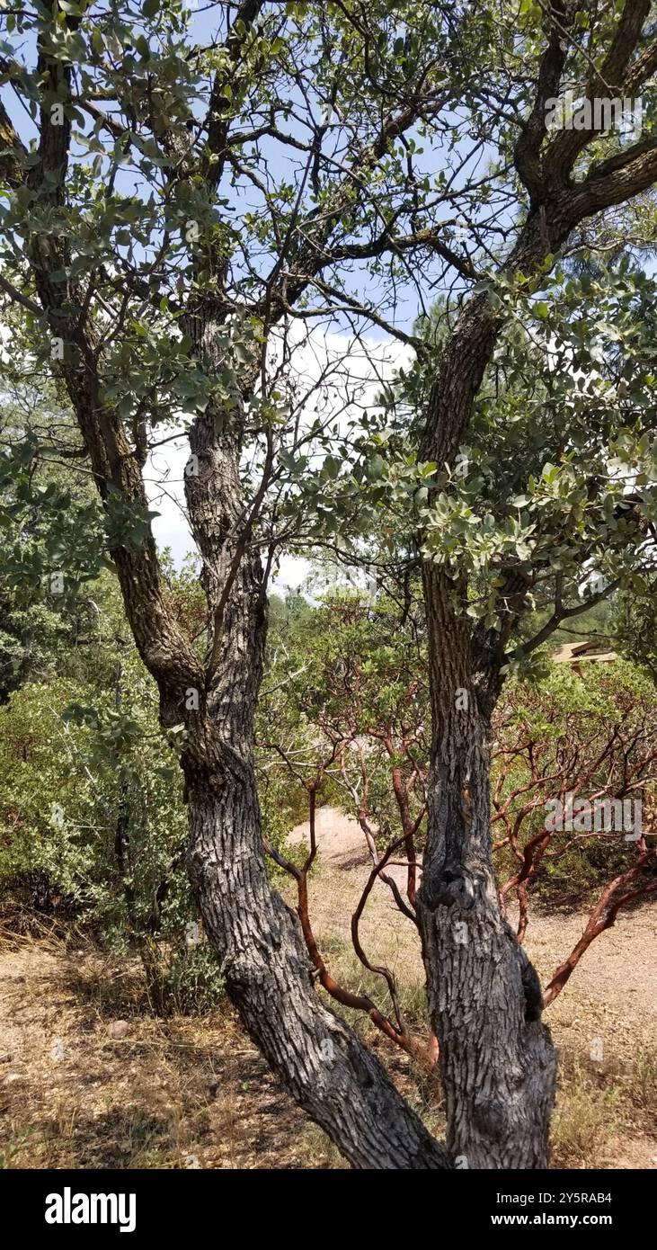 gray oak (Quercus grisea) Plantae Stock Photo - Alamy