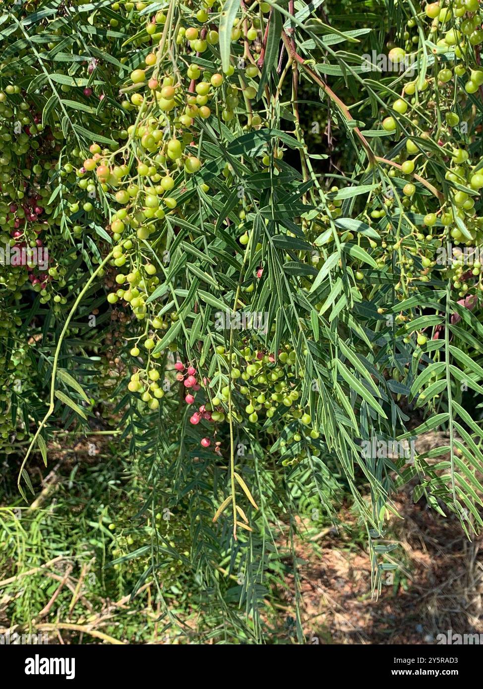 Peruvian Pepper Tree (Schinus molle) Plantae Stock Photo - Alamy