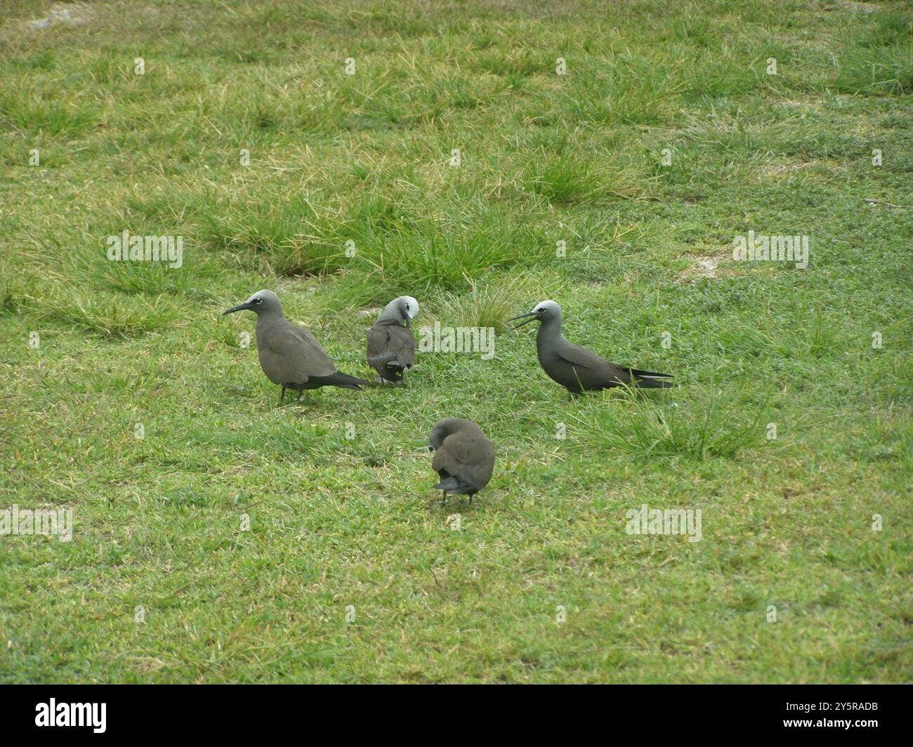 Lesser Noddy (Anous tenuirostris) Aves Stock Photo - Alamy