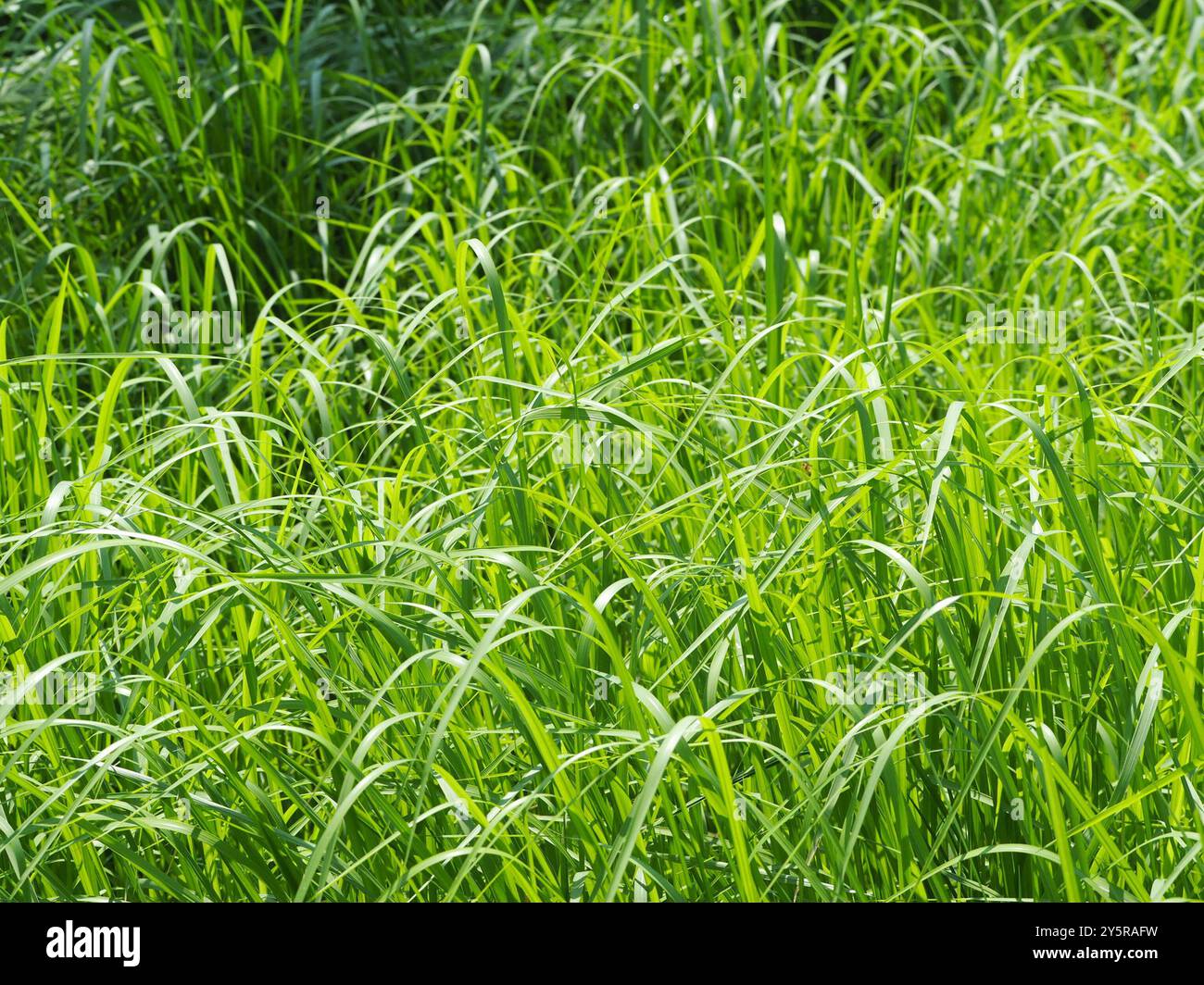 Cogon Grass (Imperata cylindrica) Plantae Stock Photo - Alamy