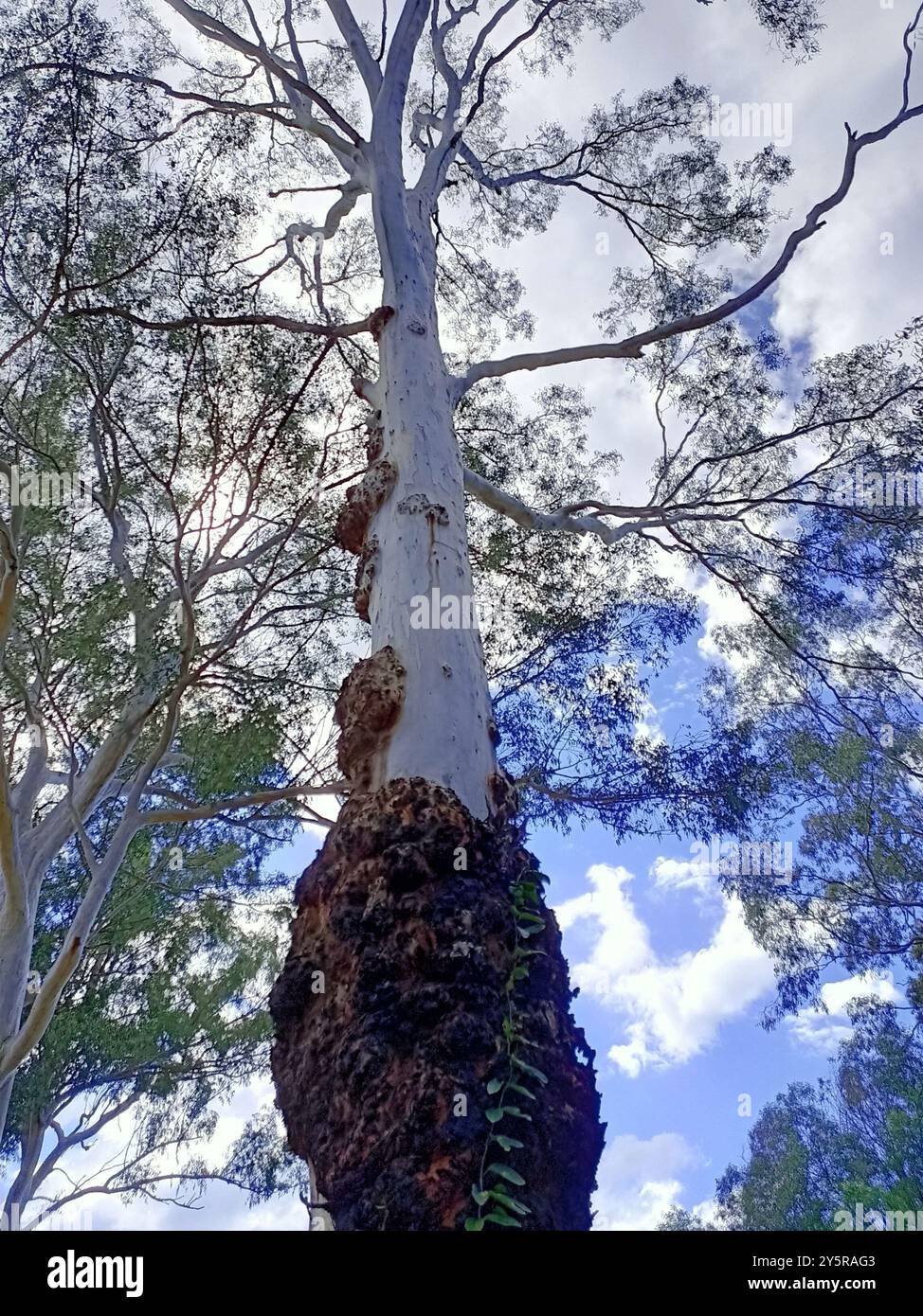 gum trees (Eucalypteae) Plantae Stock Photo - Alamy