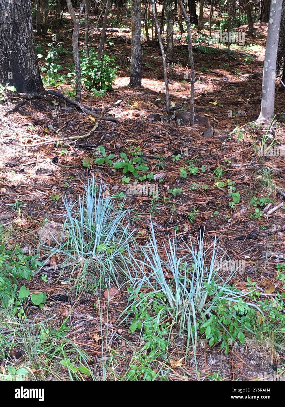 grasses, sedges, cattails, and allies (Poales) Plantae Stock Photo - Alamy