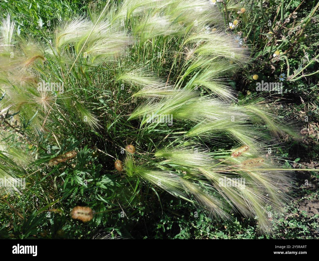 Foxtail Barley (Hordeum jubatum) Plantae Stock Photo - Alamy