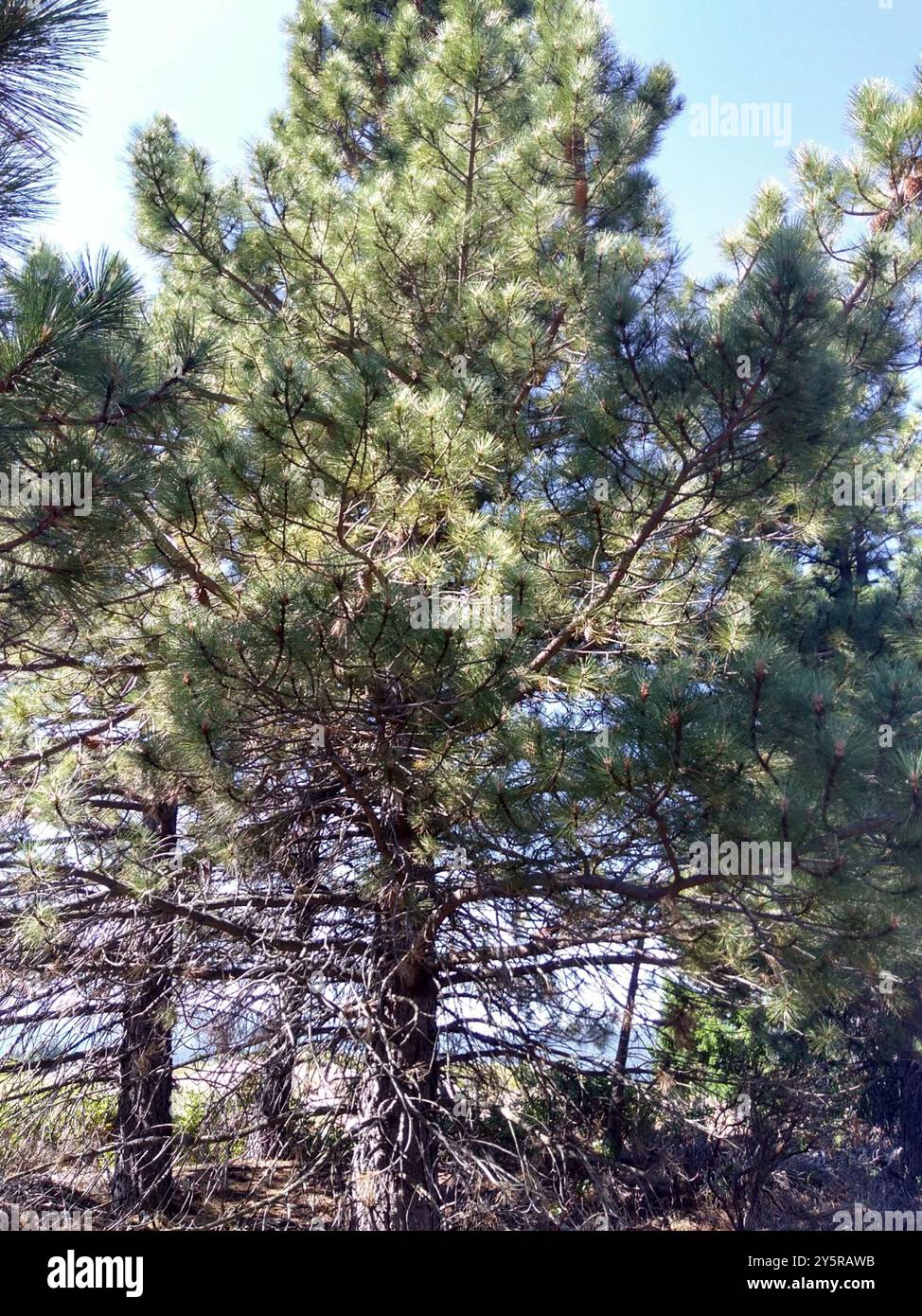 hard pines (Pinus) Plantae Stock Photo - Alamy