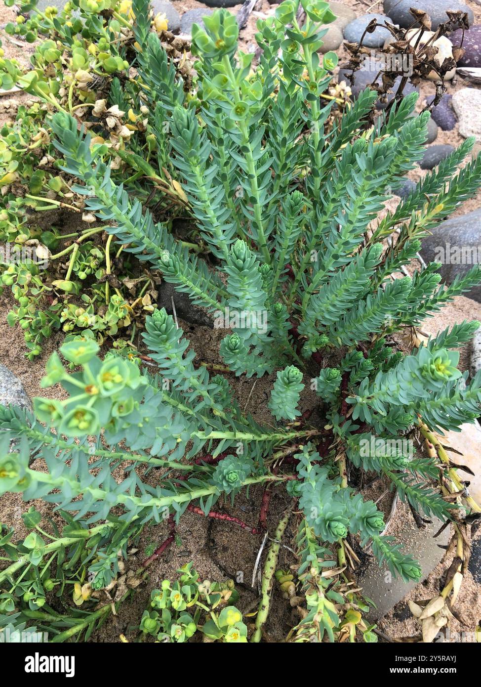 Sea Spurge (Euphorbia paralias) Plantae Stock Photo - Alamy