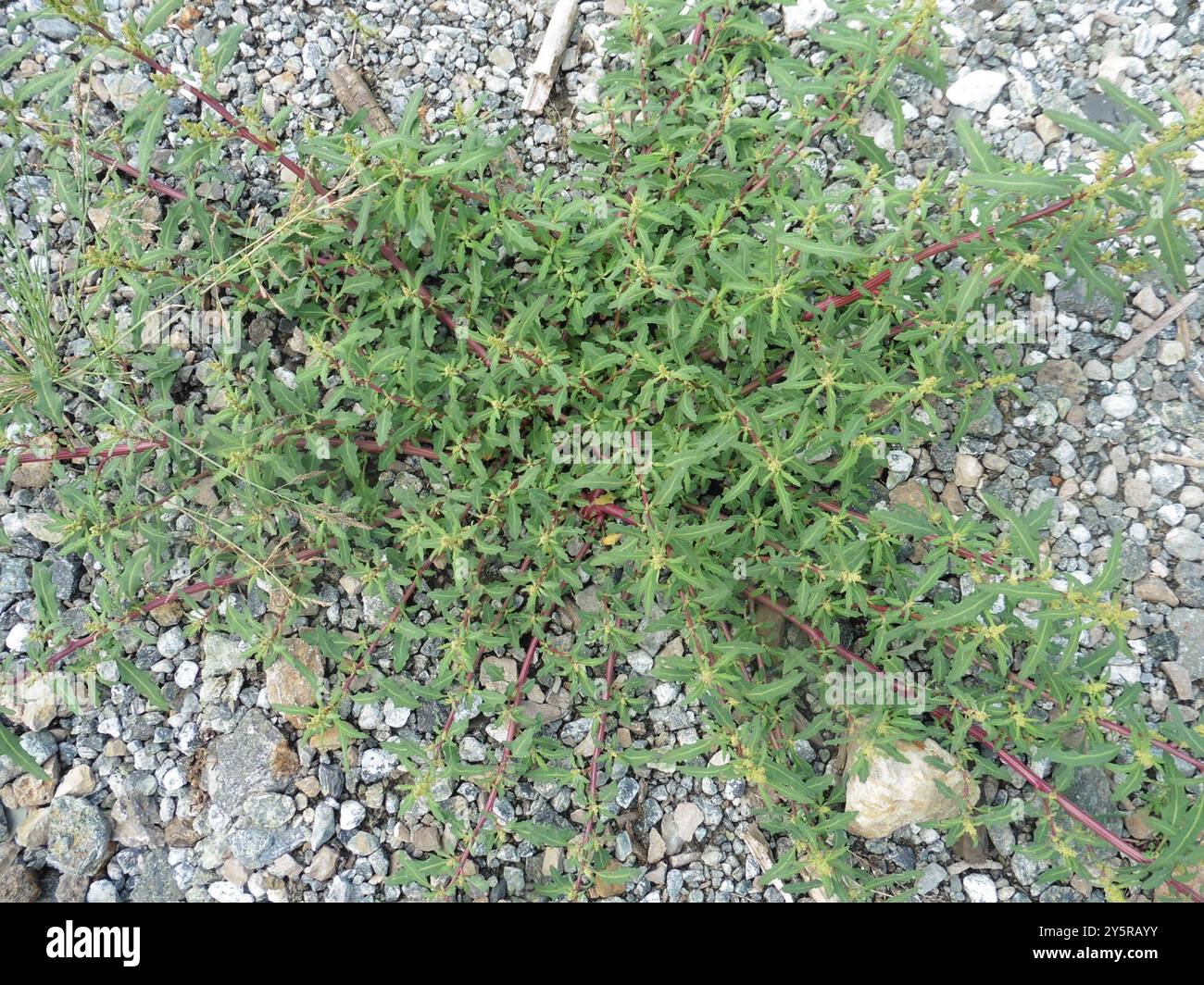 oak-leaved goosefoot (Oxybasis glauca) Plantae Stock Photo - Alamy