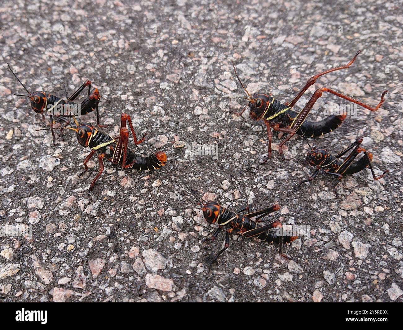 Violet-winged Grasshopper (Tropidacris collaris) Insecta Stock Photo ...