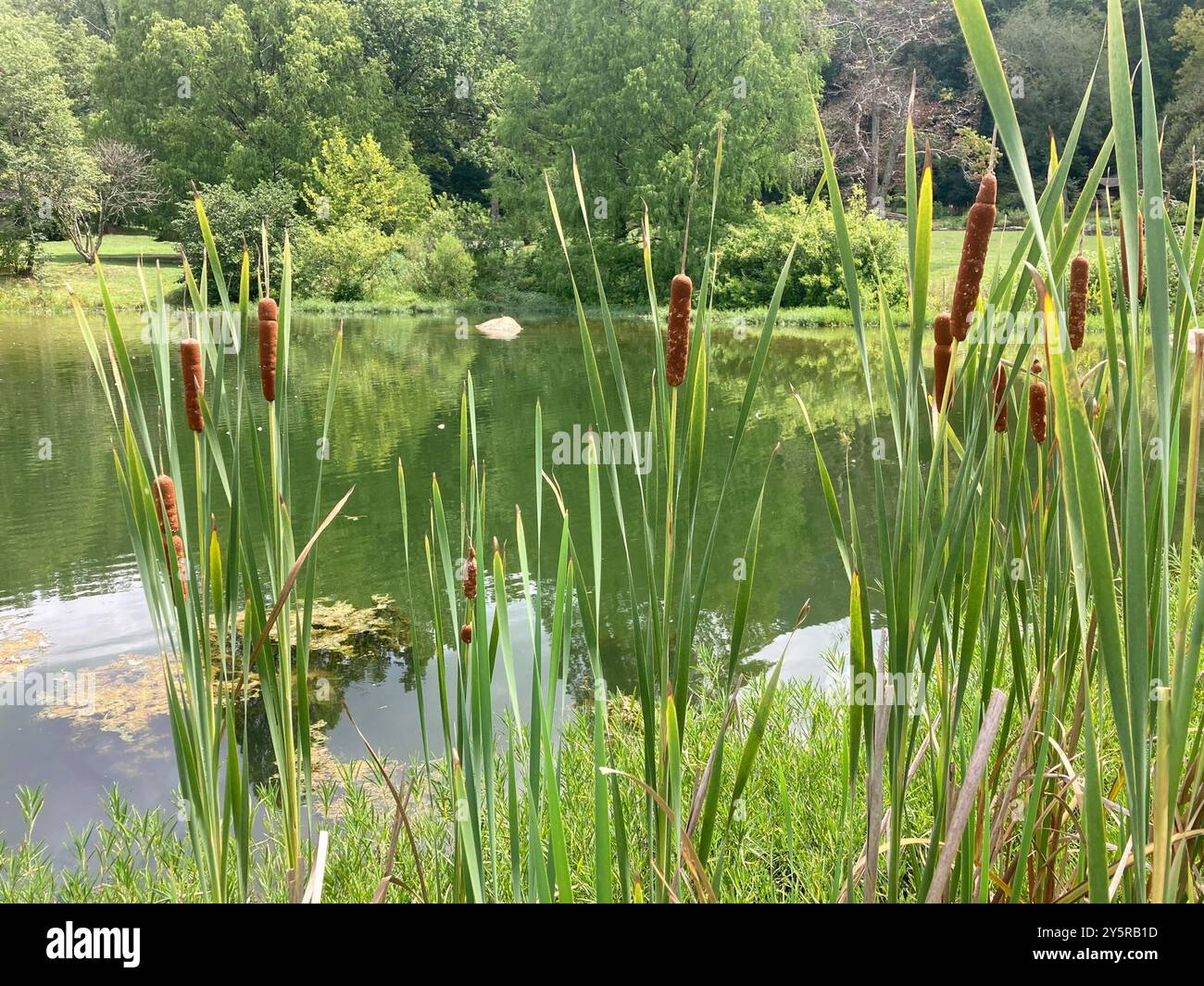 Cattails (Typha) Plantae Stock Photo - Alamy