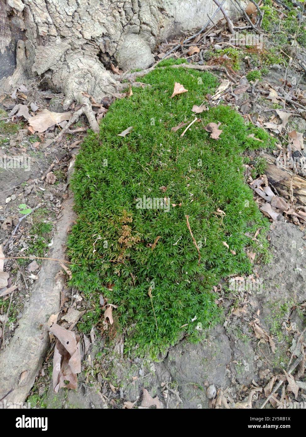 vascular plants (Tracheophyta) Plantae Stock Photo - Alamy