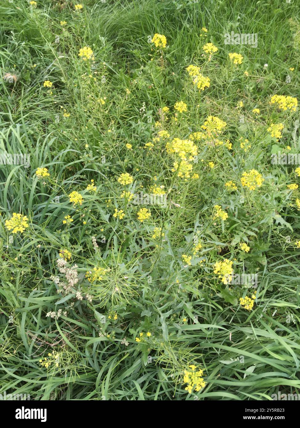False London-rocket (Sisymbrium loeselii) Plantae Stock Photo - Alamy
