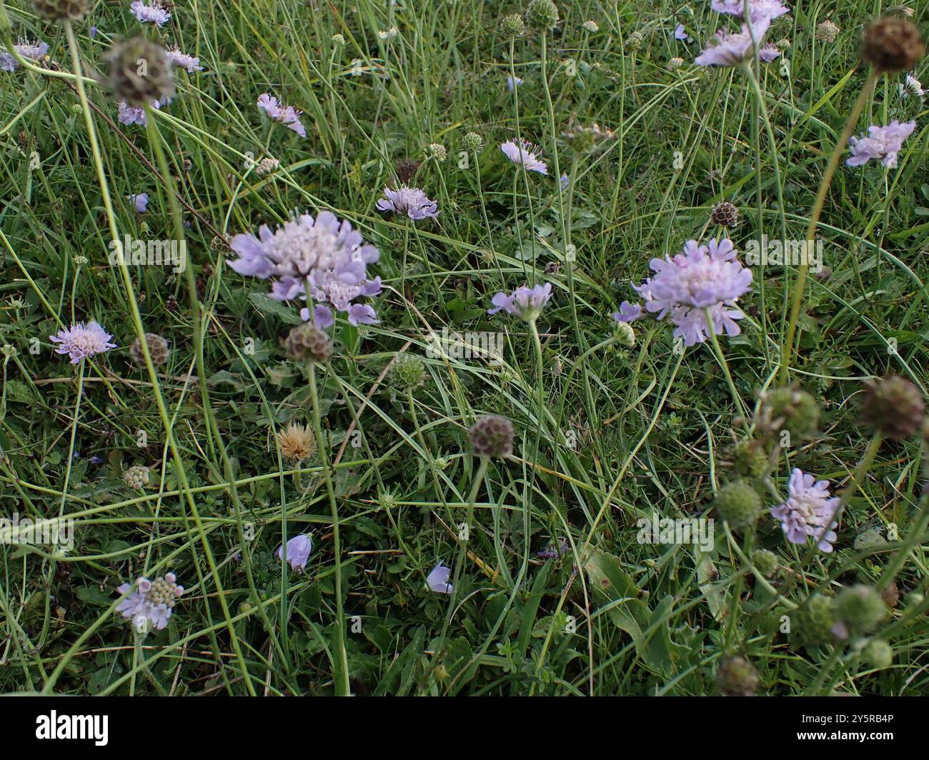 Small Scabious (Scabiosa columbaria) Plantae Stock Photo - Alamy