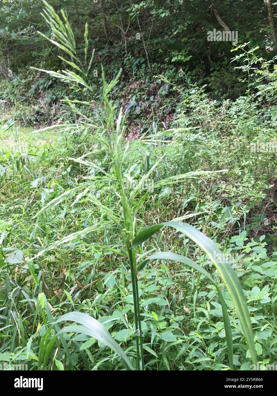 stout wood reed (Cinna arundinacea) Plantae Stock Photo - Alamy