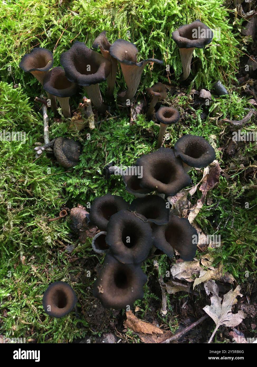 Eastern Black Trumpet (Craterellus fallax) Fungi Stock Photo - Alamy